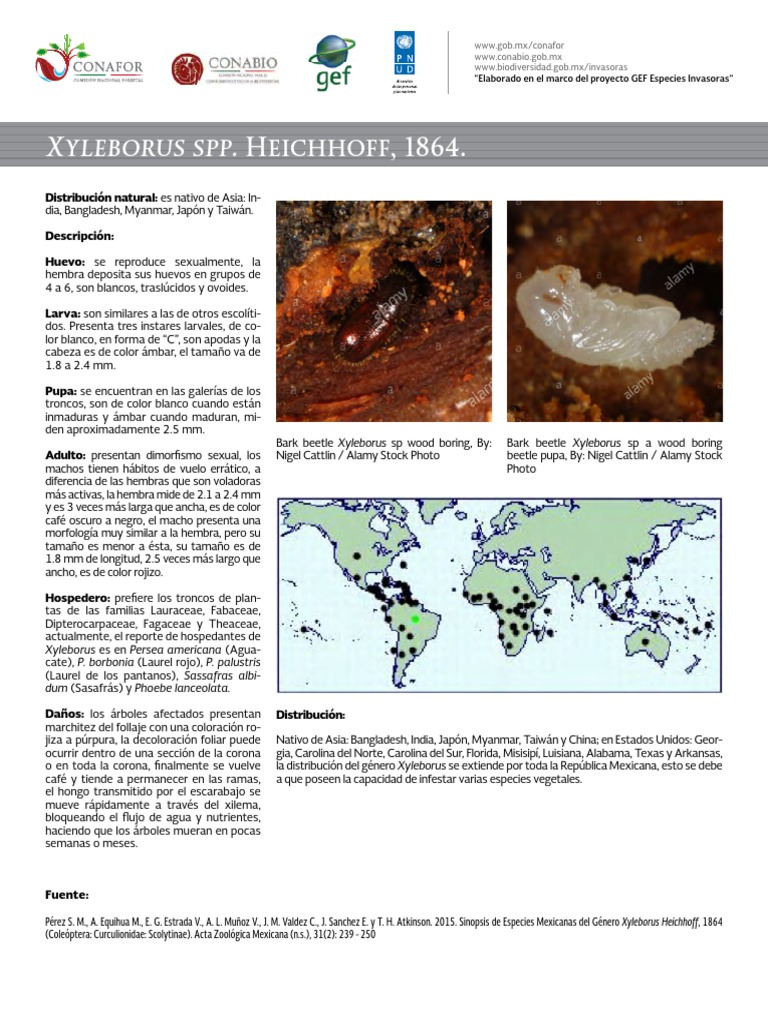 Xyleborus spp: Características y Daños | PDF