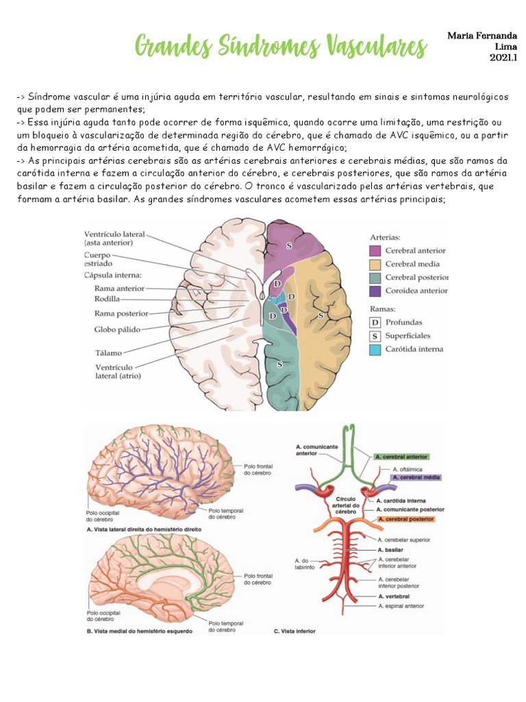 Síndromes Vasculares | PDF | AVC | Sistema visual