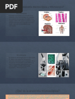 NBI Morton. Anatomía Macroscópica | PDF | Abdomen | Anatomía