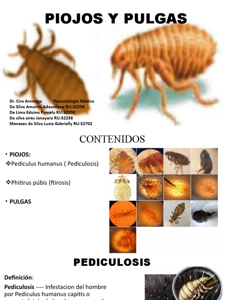 PIOJOS Y PULGAS (2) Corrigido | PDF | Especialidades Medicas