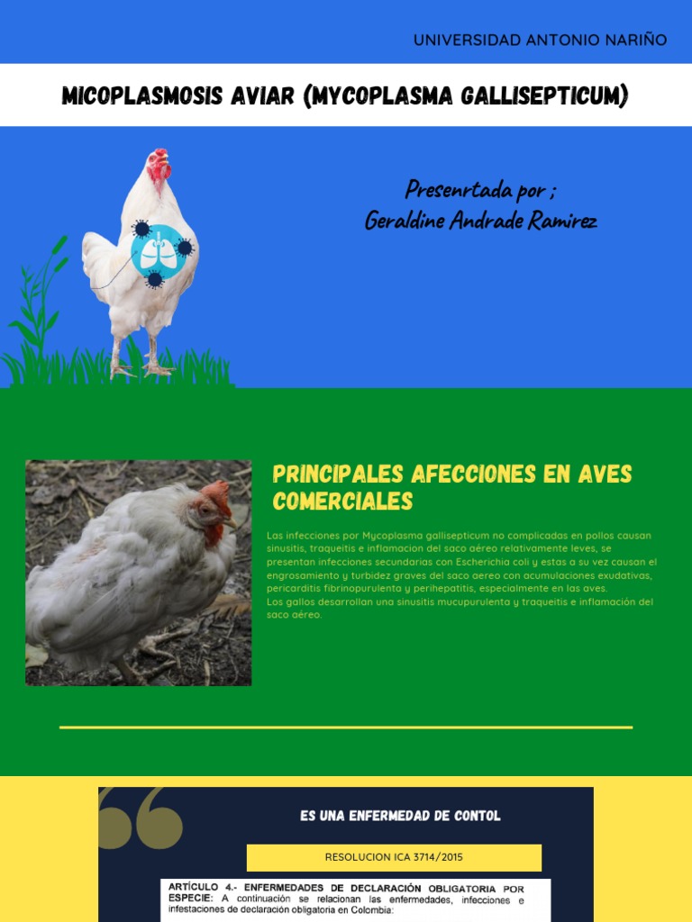 Micoplasmosis Aviar | PDF | Infección | Micoplasma