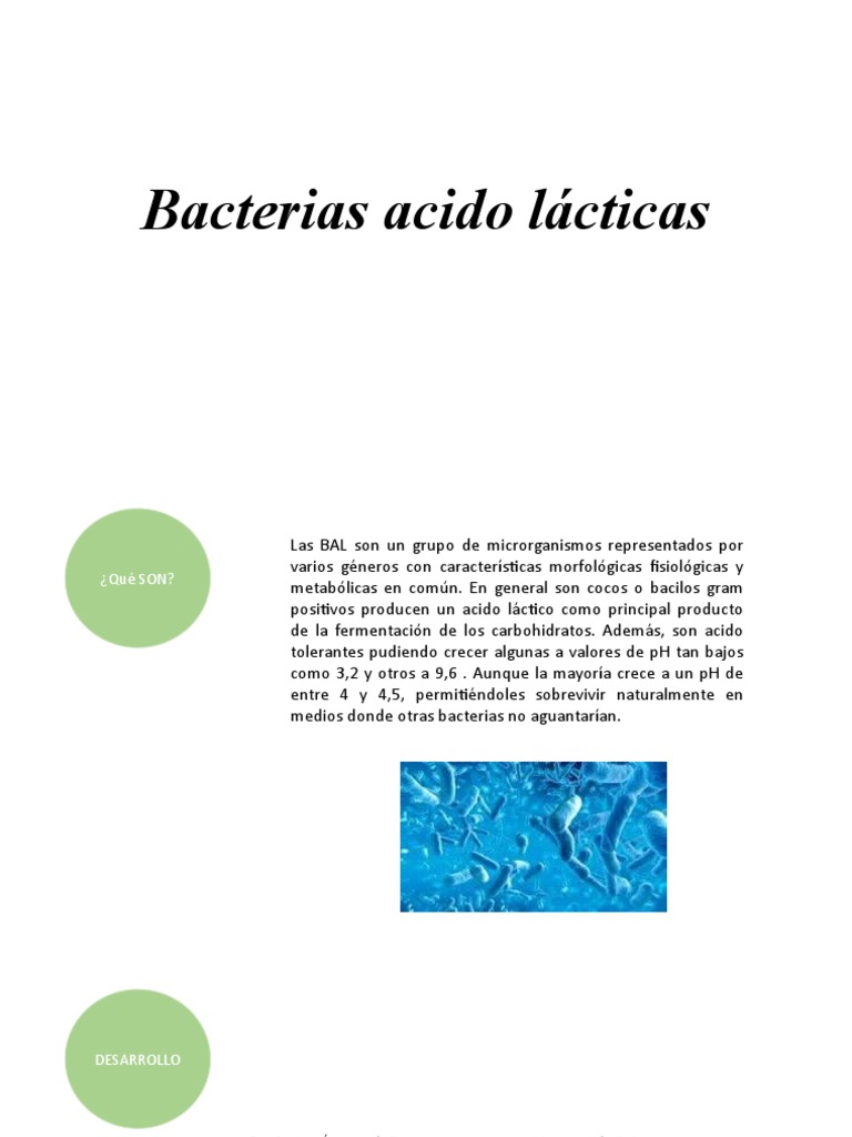 Bacterias Acido Lacticas | PDF | Fermentación | Alimentos