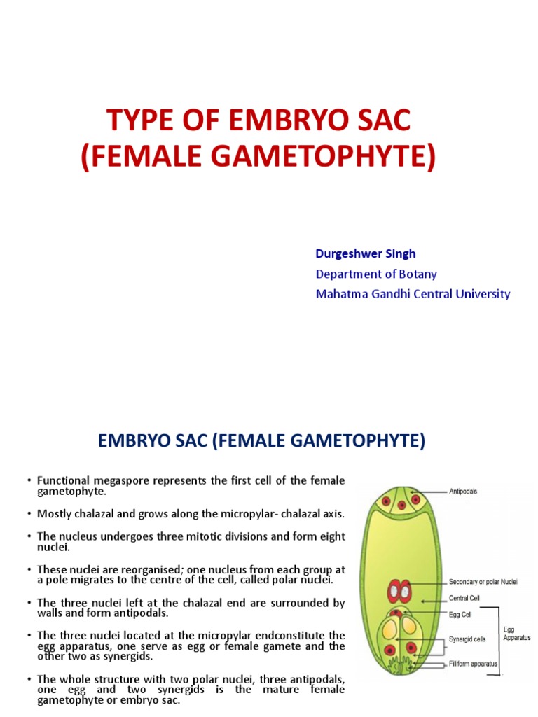 Types of Embryo Sac | PDF | Anatomy | Reproduction