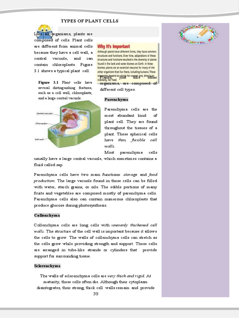 Chapter 3 Pdf Plant Stem Tissue Biology