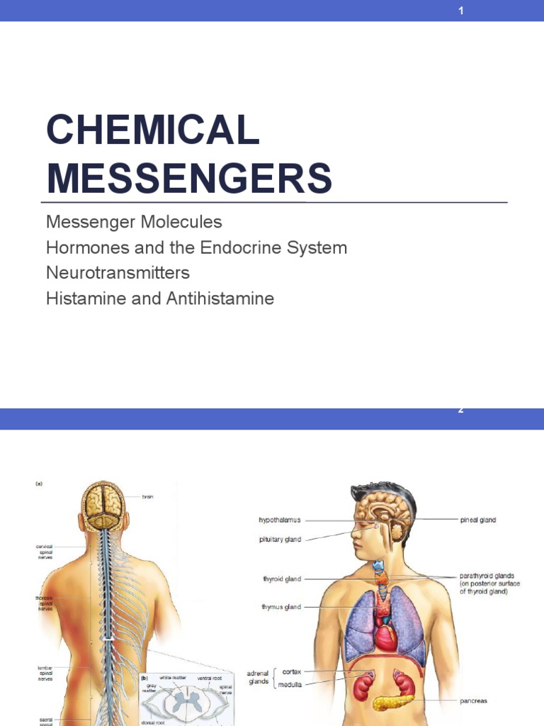 08 Chemical Messengers | PDF | Hormone | Endocrine System