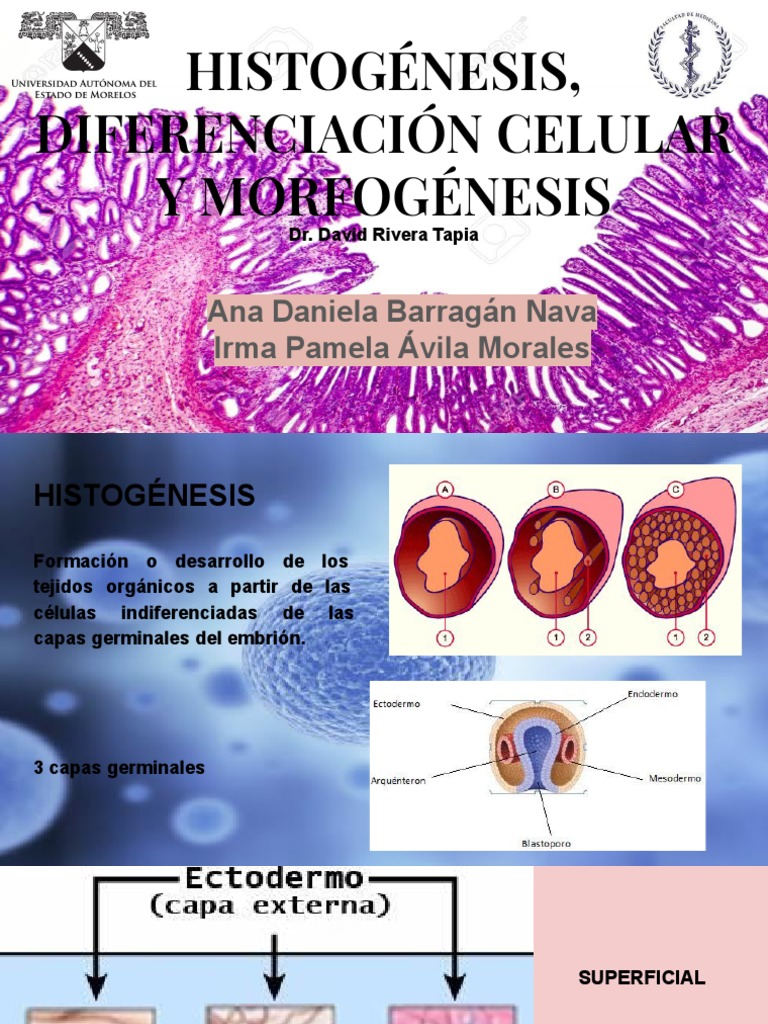 Histogénesis, Diferenciación Celular y Morfogénesis | PDF