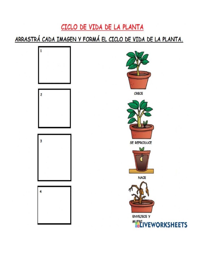 Ciclo de Vida de Las Plantas | PDF