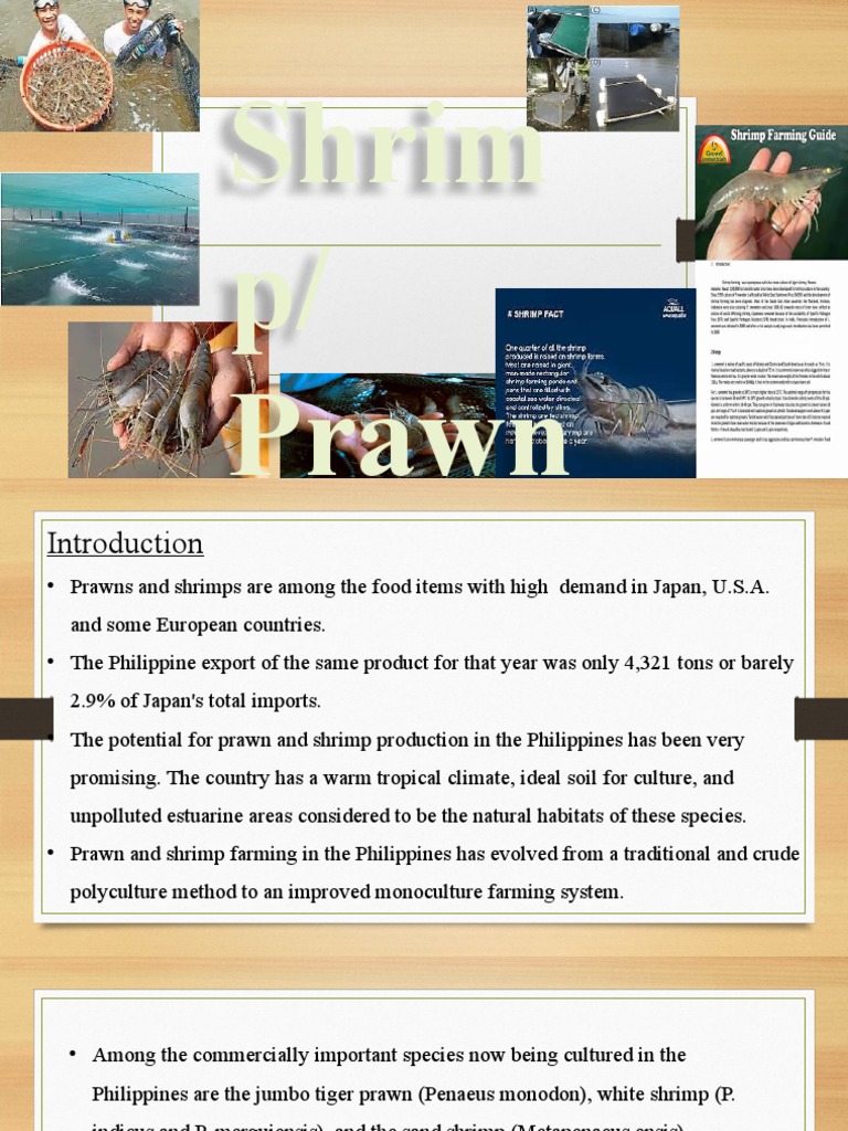 Shrimp Prawn | PDF