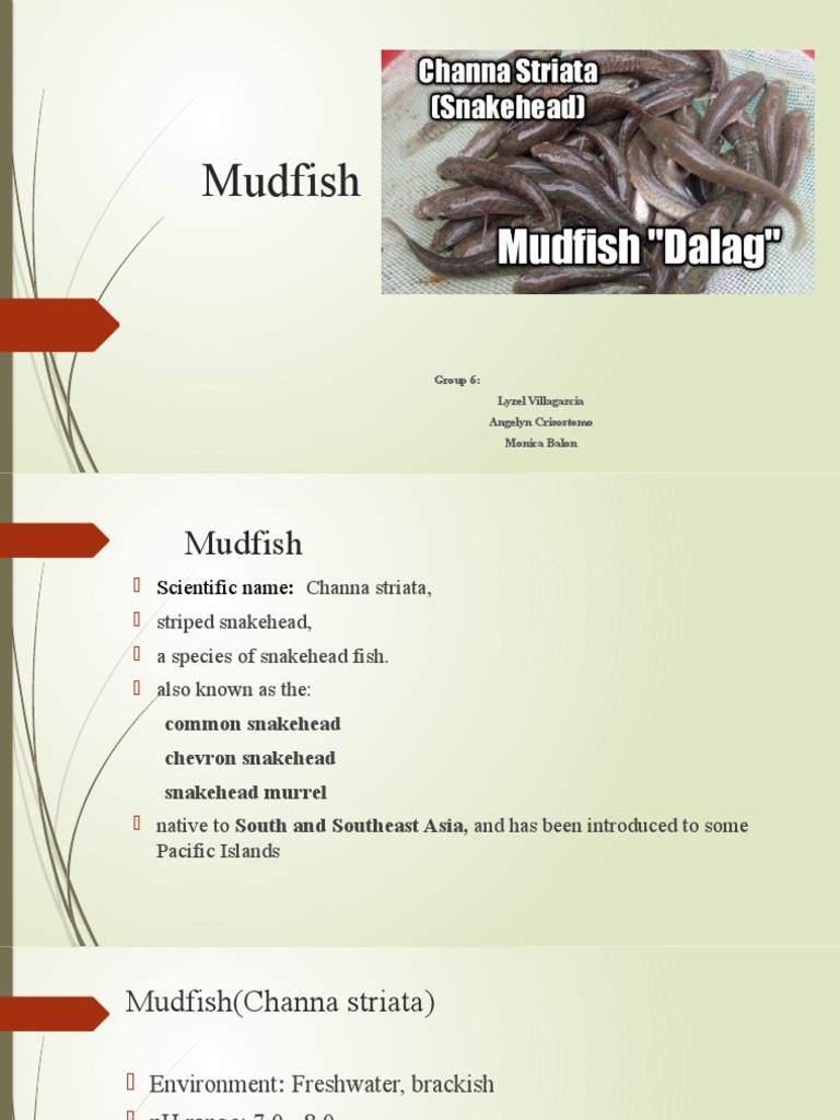 Mudfish | PDF | Spawn (Biology) | Aquatic Animals