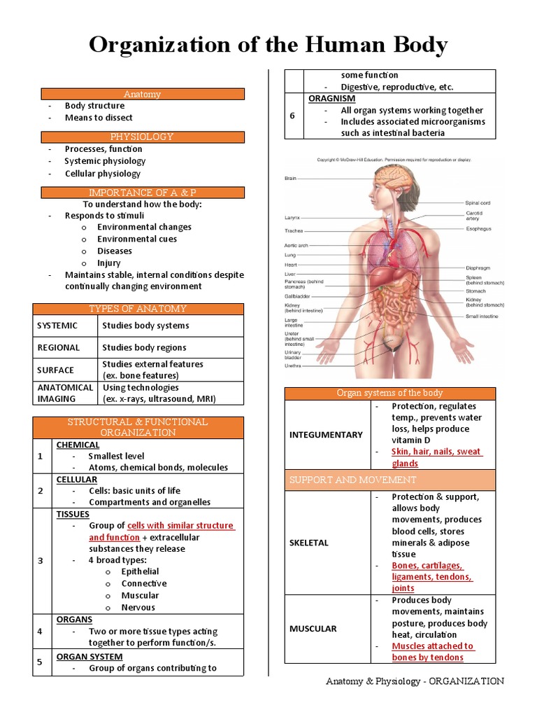 Structural Organization of the Human Body | PDF | Anatomical Terms Of ...