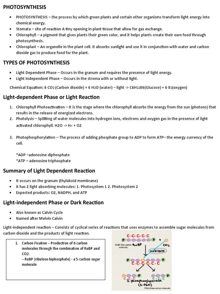 Photosynthesis | PDF
