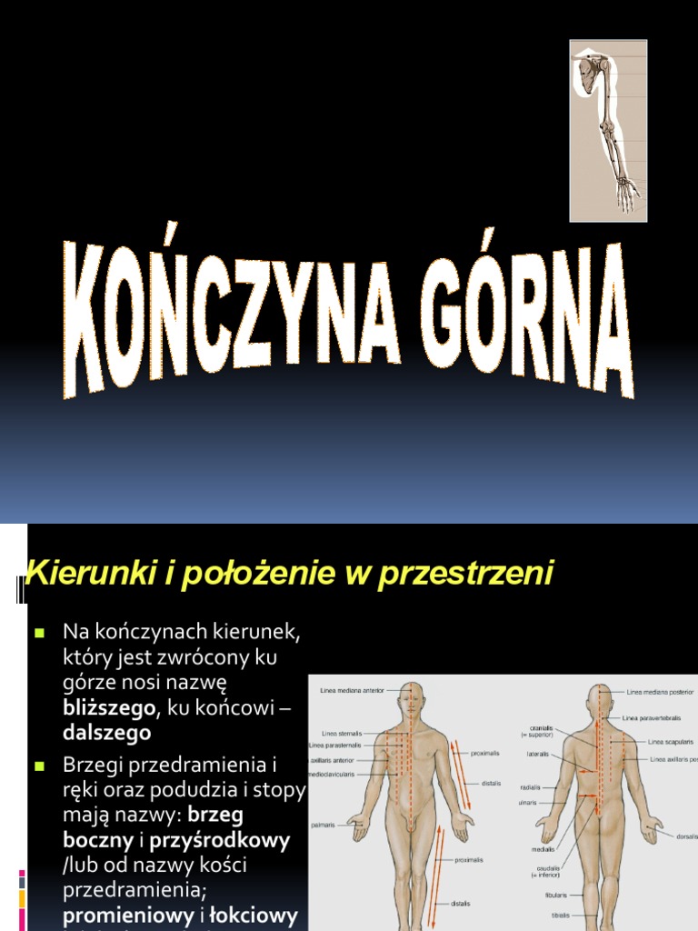 Konczyna Gorna - Kosci I Polaczenia Nowy | PDF
