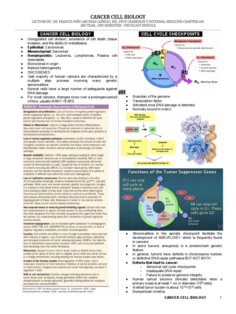Cancer Cell Biology | PDF | Angiogenesis | Cancer
