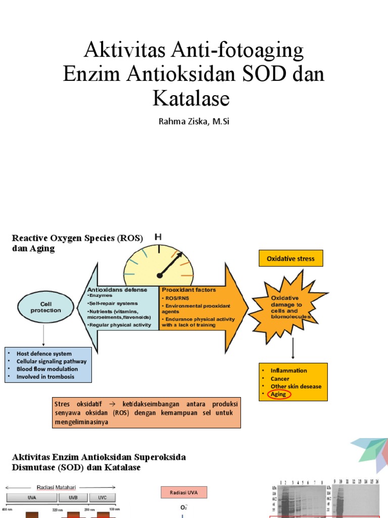 Aktivitas Anti Foto-Aging Dari Enzim Antioksidan Superoksida Dismutase Dan Katalase | PDF