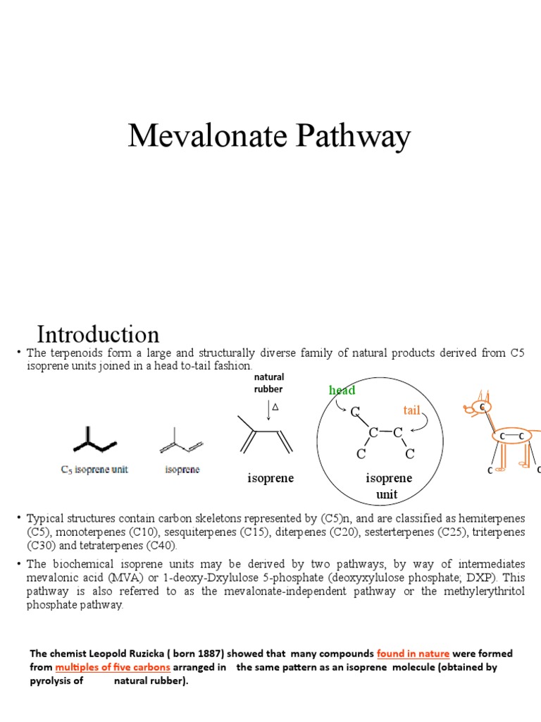 Mevalonate Pathway Overview | PDF | Organic Chemistry | Chemistry