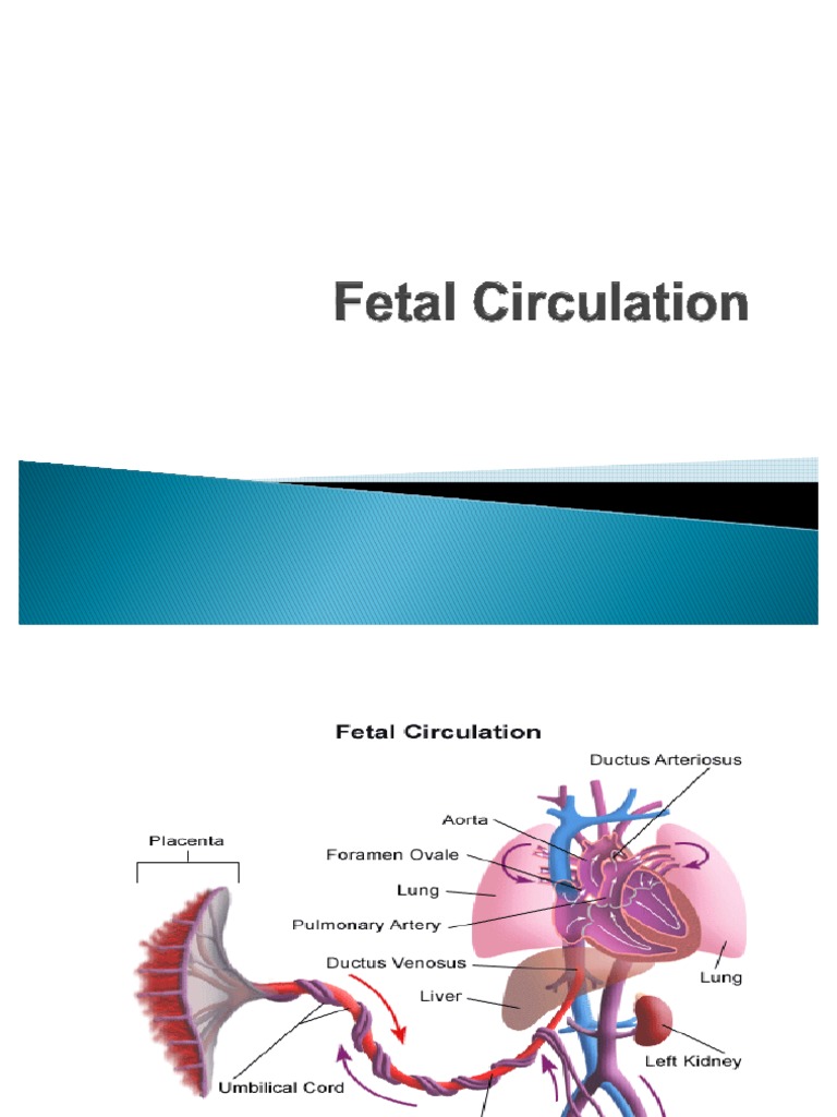 The Fetal Circulation System: How the Ductus Venosus, Foramen Ovale ...