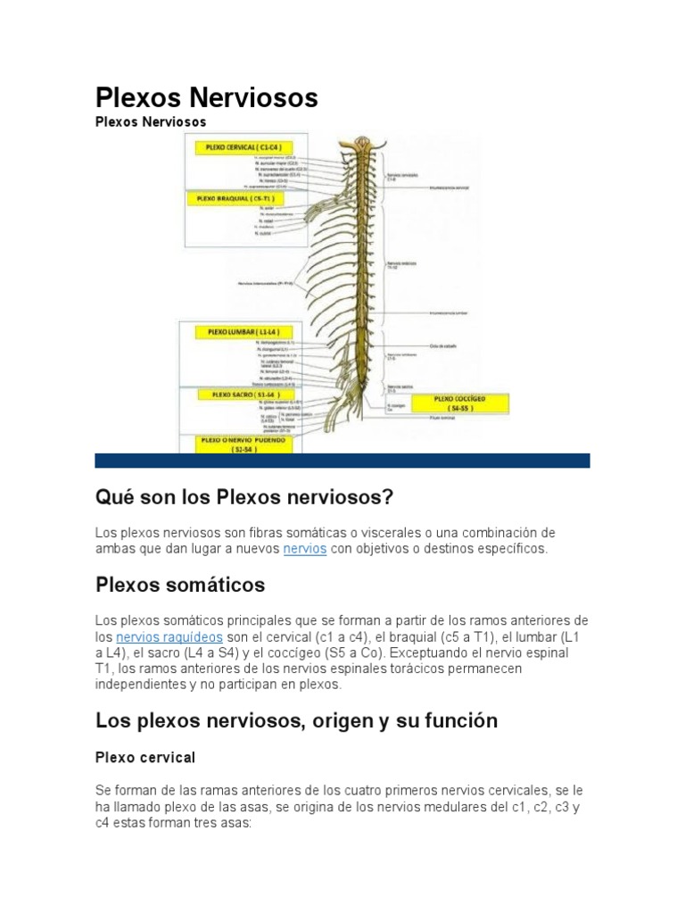 Plexos Nerviosos: Función y Origen | PDF | Sistema nervioso | Neuroanatomía