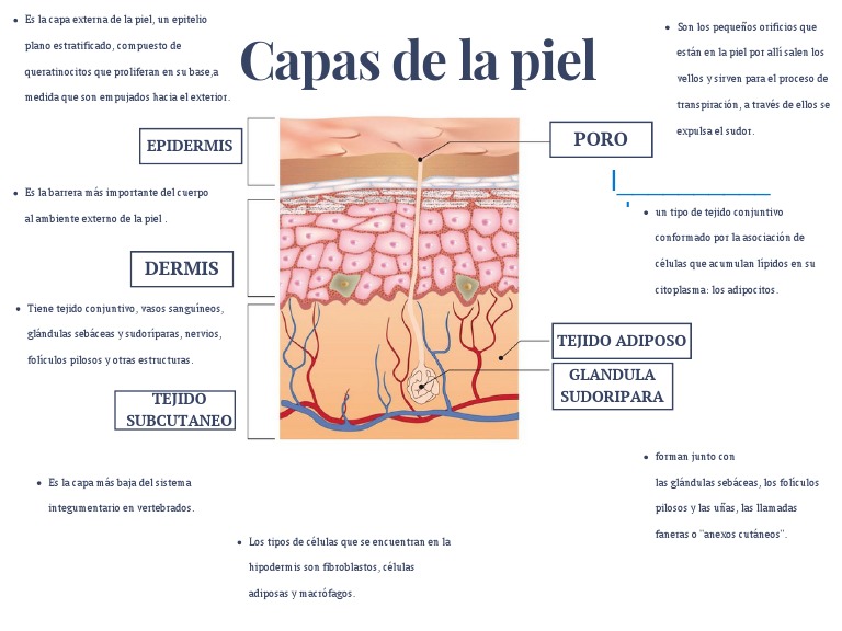 Capas de La Piel | PDF | Piel | Anatomía humana