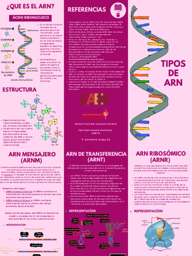 Tipos y funciones del ARN | PDF | Rna | Messenger Rna