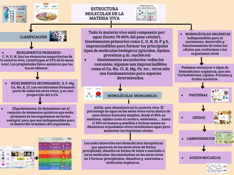 Mapa de Biología | PDF | Biomoléculas | Organismos