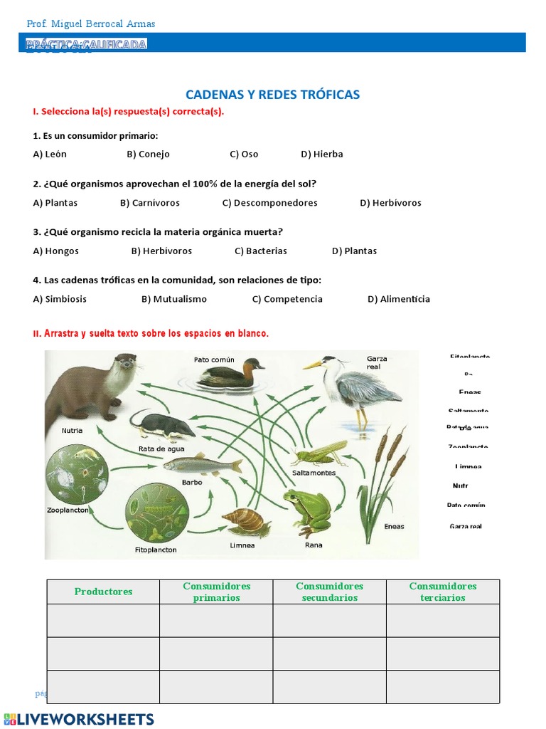 Cadenas y redes tróficas: flujo de energía a través de los niveles ...