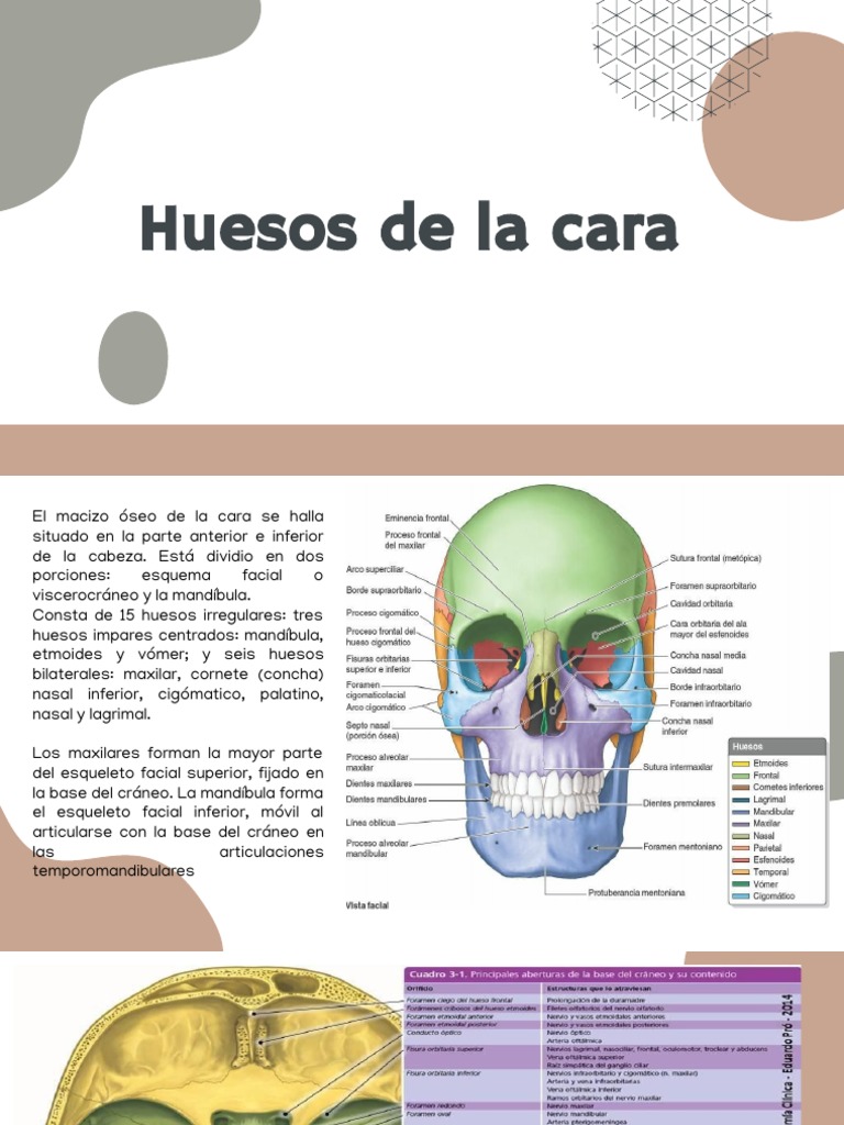Huesos de La Cara | PDF | Anatomía humana | Rasgos faciales