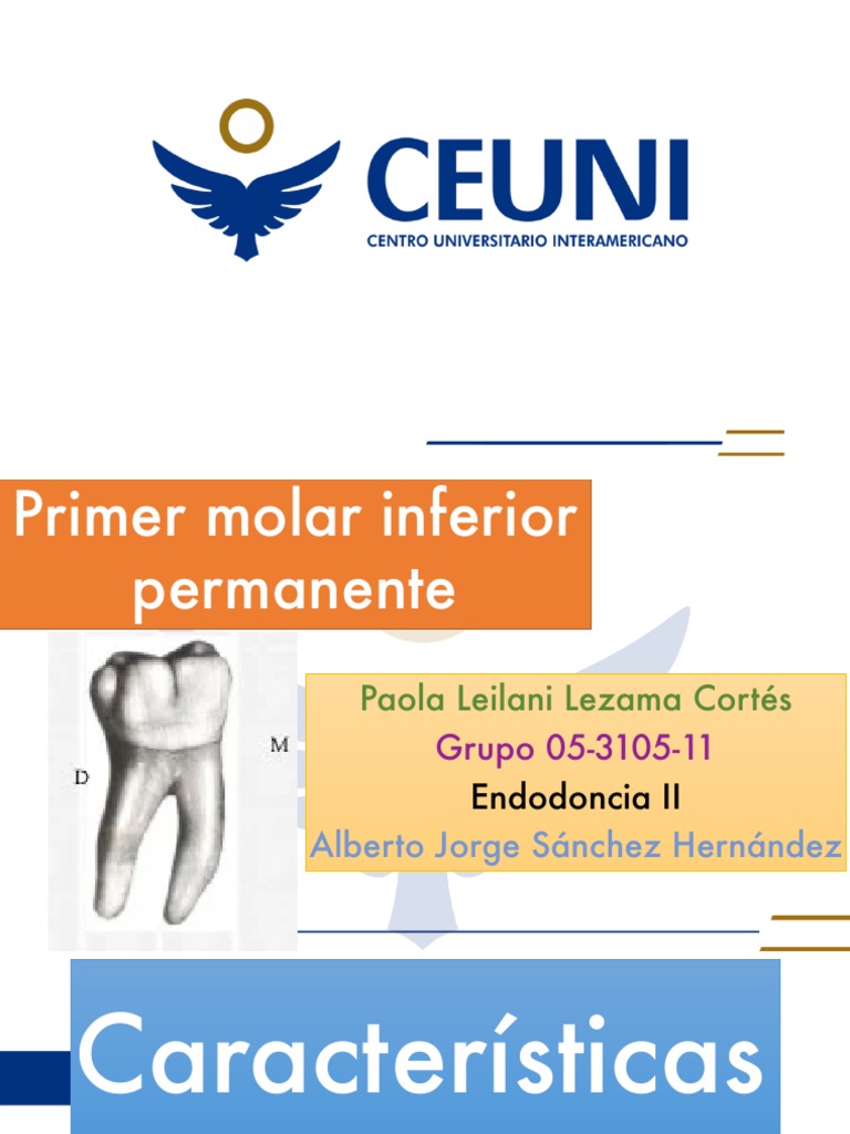 Primer Molar Inferior Permanente | PDF