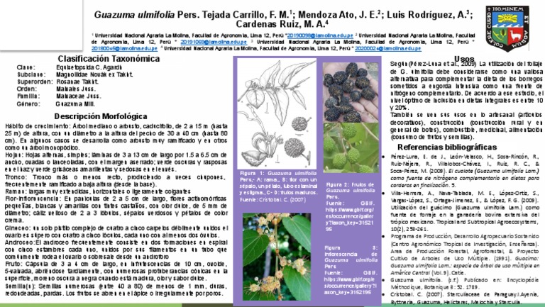 Usos y características de Guazuma ulmifolia | PDF | Ramas de la ...