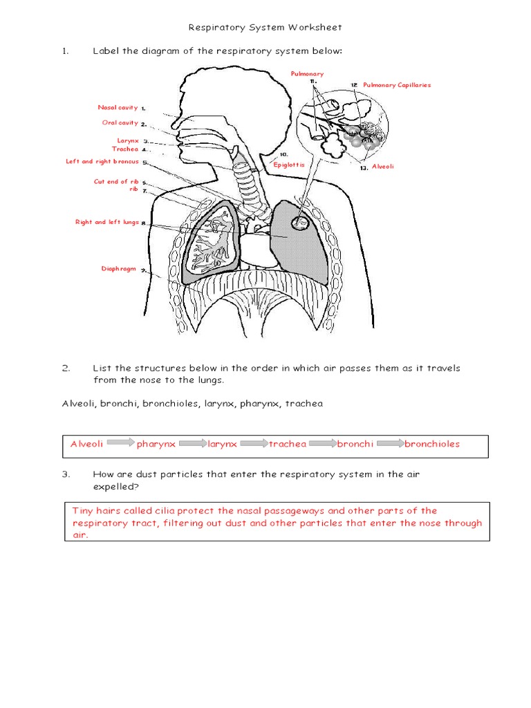 Respiratory System Worksheet | PDF | Respiratory Tract | Lung
