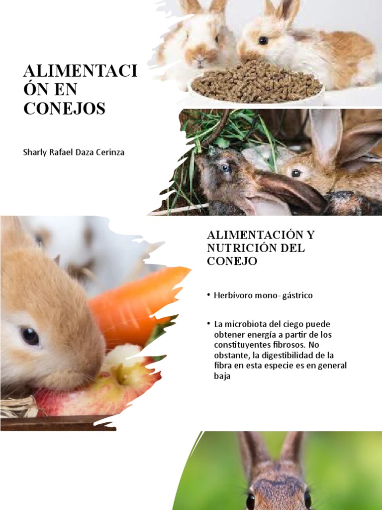 Alimentacion de Conejos | PDF | La alimentación animal | Heno
