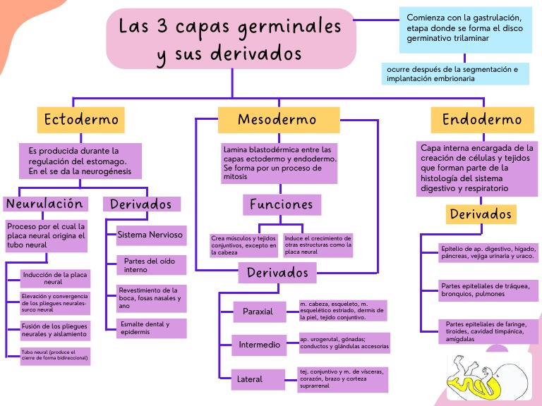 Las 3 Capas Germinales | PDF