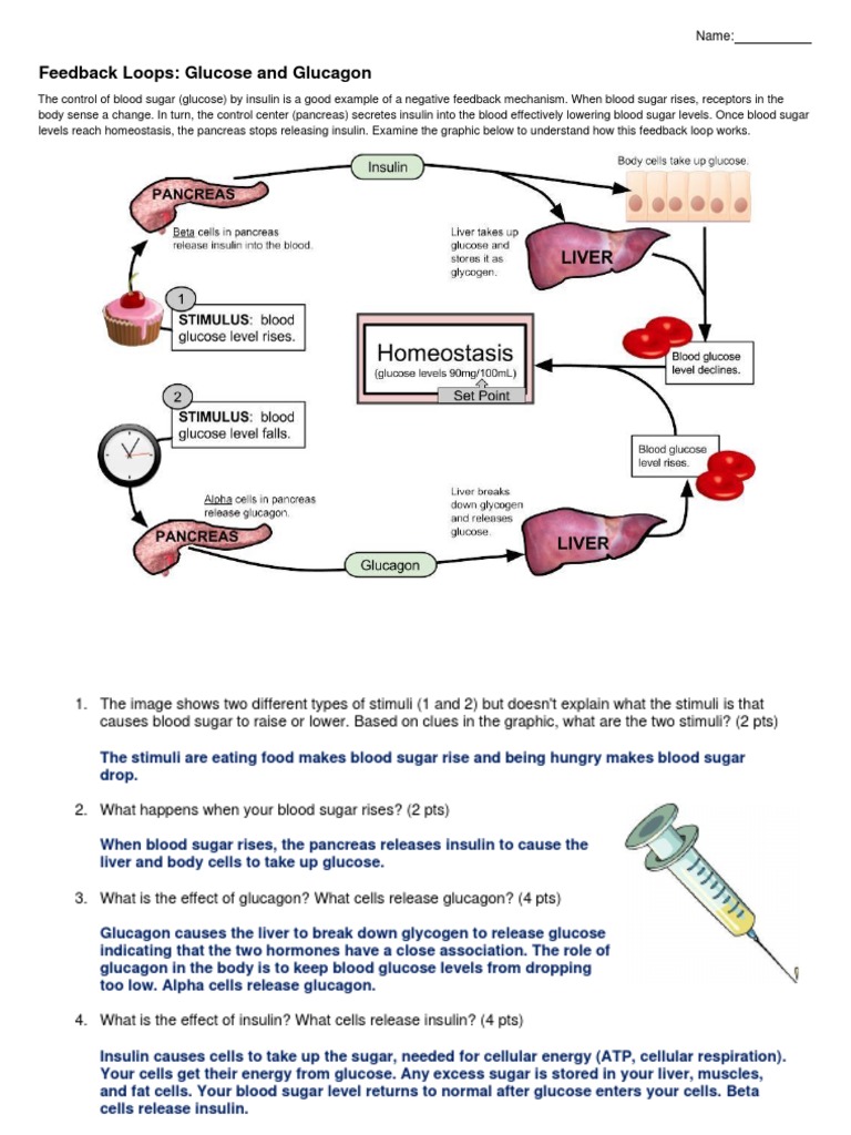Feedback Loops - Glucose and Glucagon | PDF | Insulin | Glucose