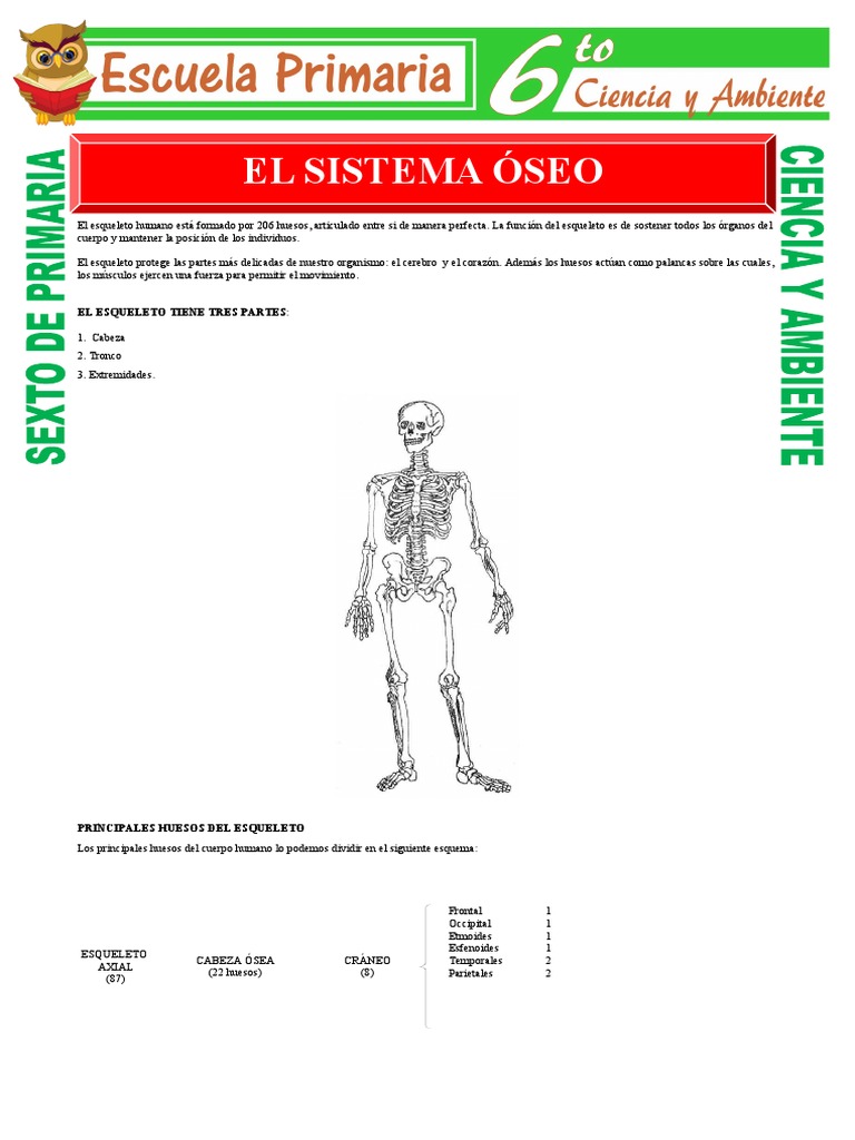 Sistema Oseo Para Sexto De Primaria Pdf Esqueleto Articulación