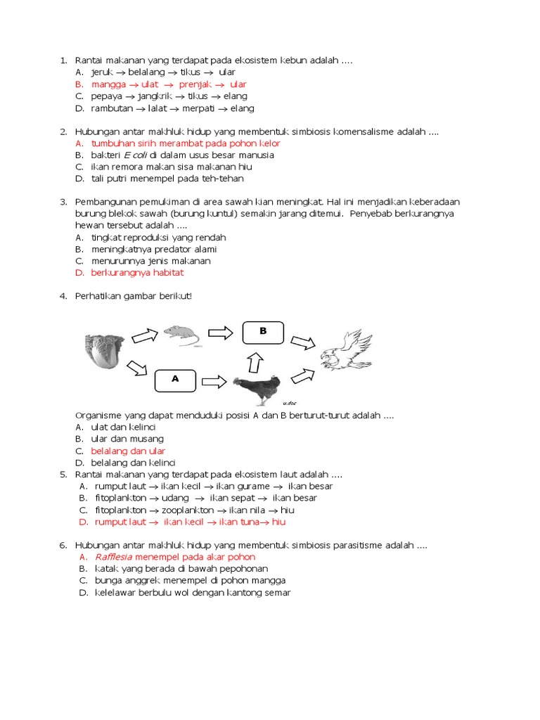 Soal Rantai Makanan | PDF