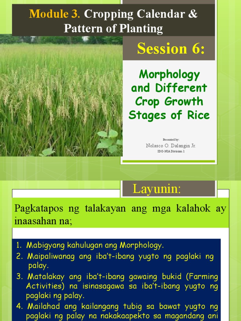 Morphology and Different Crop Growth Stages of Rice-Nolasco O. Dalangin ...