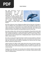 Blue Whale: Adaptations and Conservation | PDF | Whales | Cetacea