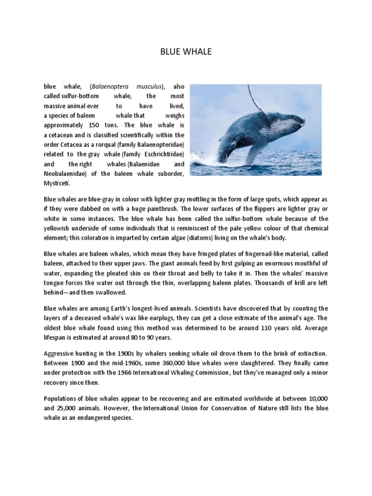 BLUE WHALE. Analysis | Download Free PDF | Whales | Cetacea