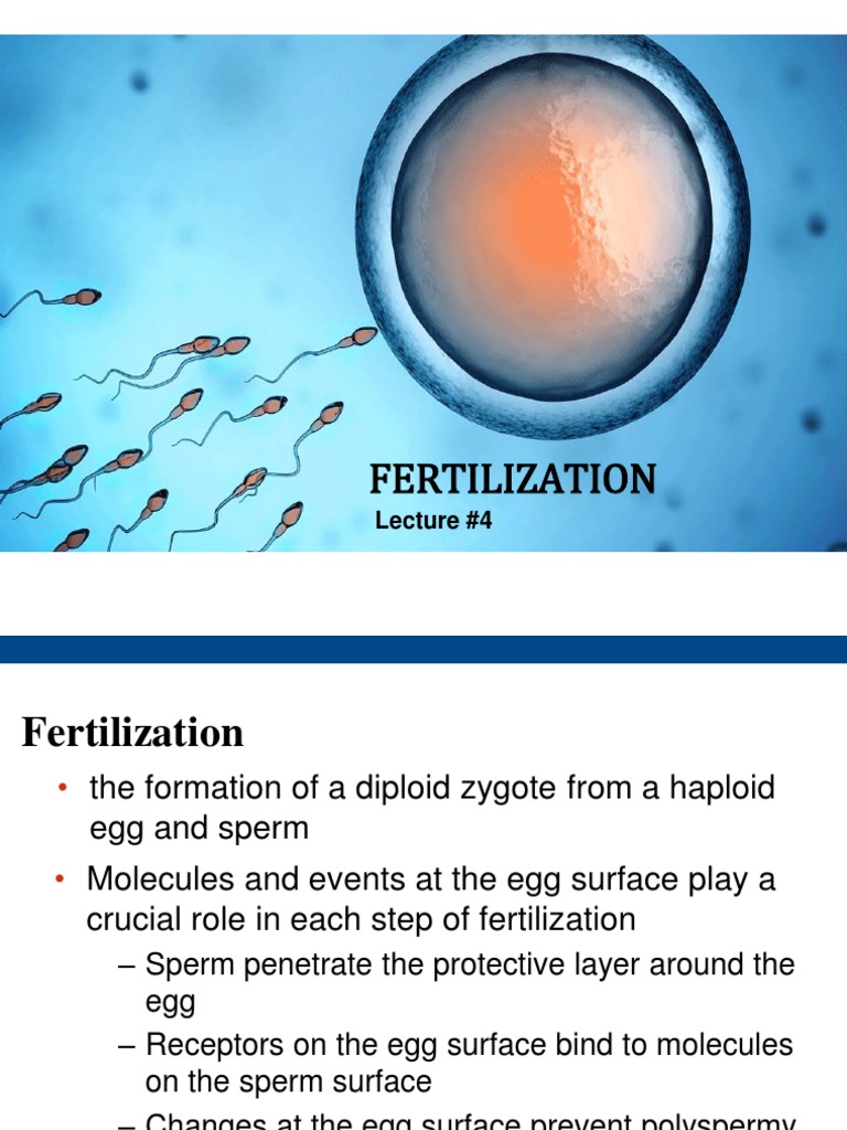 Lecture 04 Fertilization | PDF | Fertilisation | Sperm