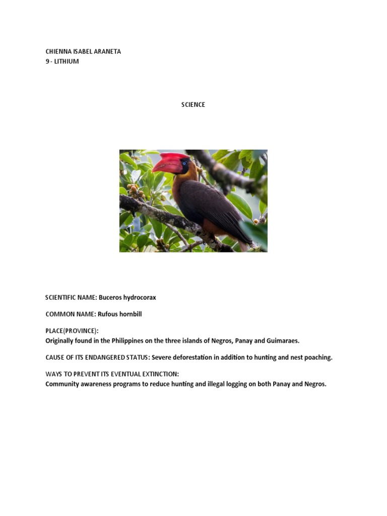 Science Philippines Species Endangered Birds | PDF | Philippines ...