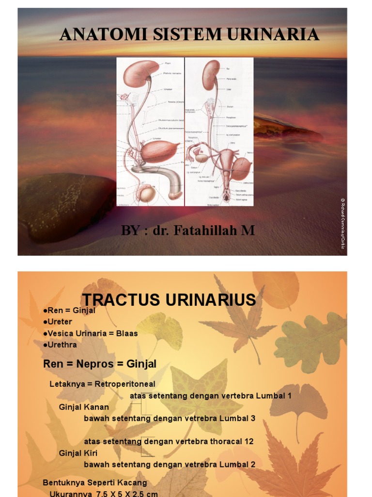 Tractus Urinarius | PDF
