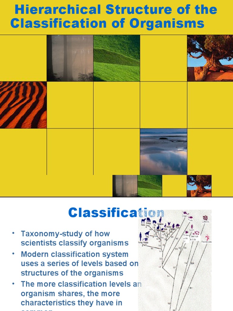 Classification Hiearchy of Organisms | PDF