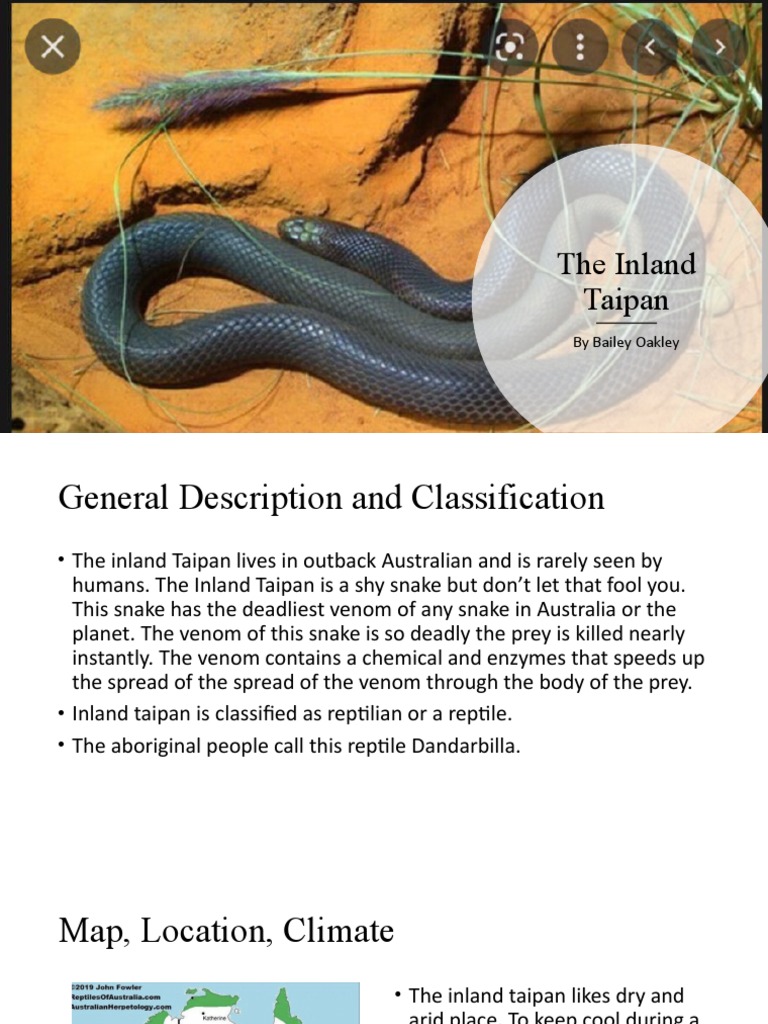 Presentation - PPTX Inland Taipan | PDF | Snake | Reptile