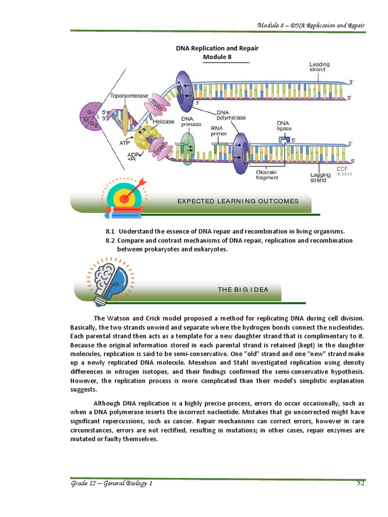 DNA Replication and Repair | PDF | Dna Replication | Dna