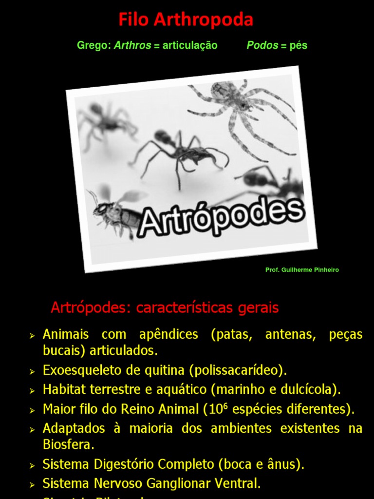 Artrópodes: características e classificação | PDF | Insetos | Artrópodes