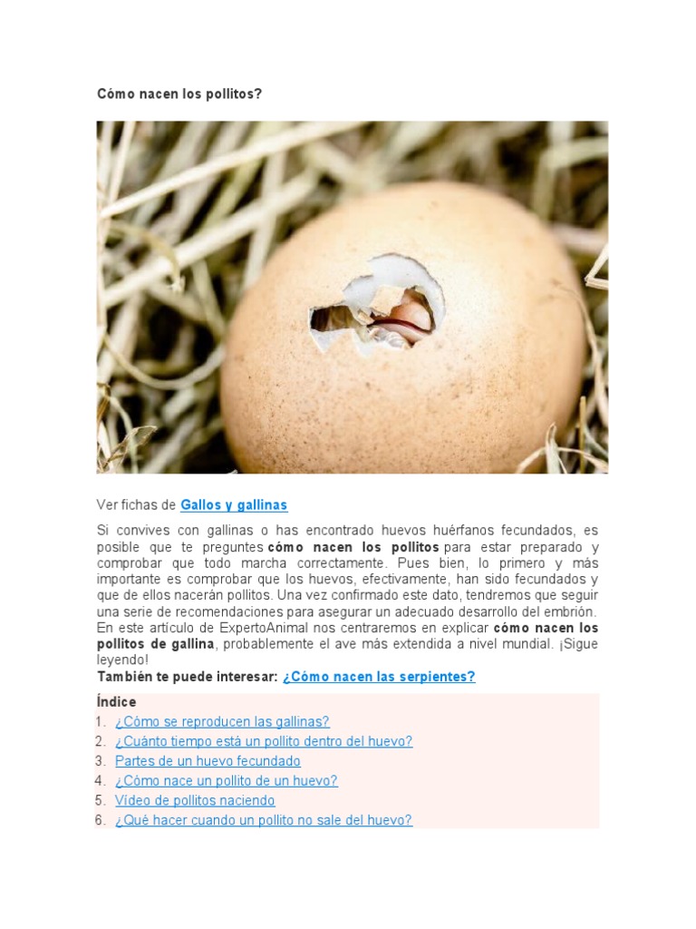 Cómo Nacen Los Pollitos | PDF | Pollo | Huevo