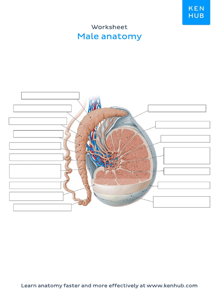 Worksheet Male Reproductive System Unlabeled Pdf