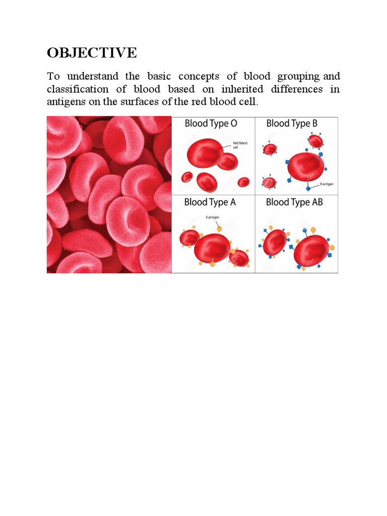 ABO Blood Grouping Cbsebiology4u | PDF | Blood Type | Antibody