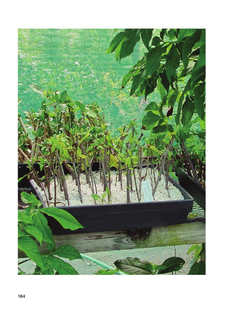 Chapter 10 VEGETATIVE PROPAGATION | PDF | Root | Plant Nursery