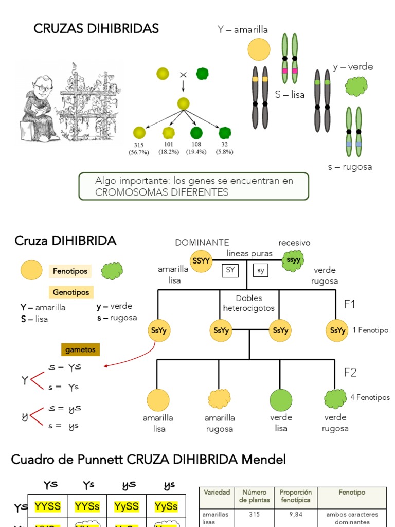 Cruzas Dihíbridas y Leyes de Mendel | PDF | Dominancia (Genética ...