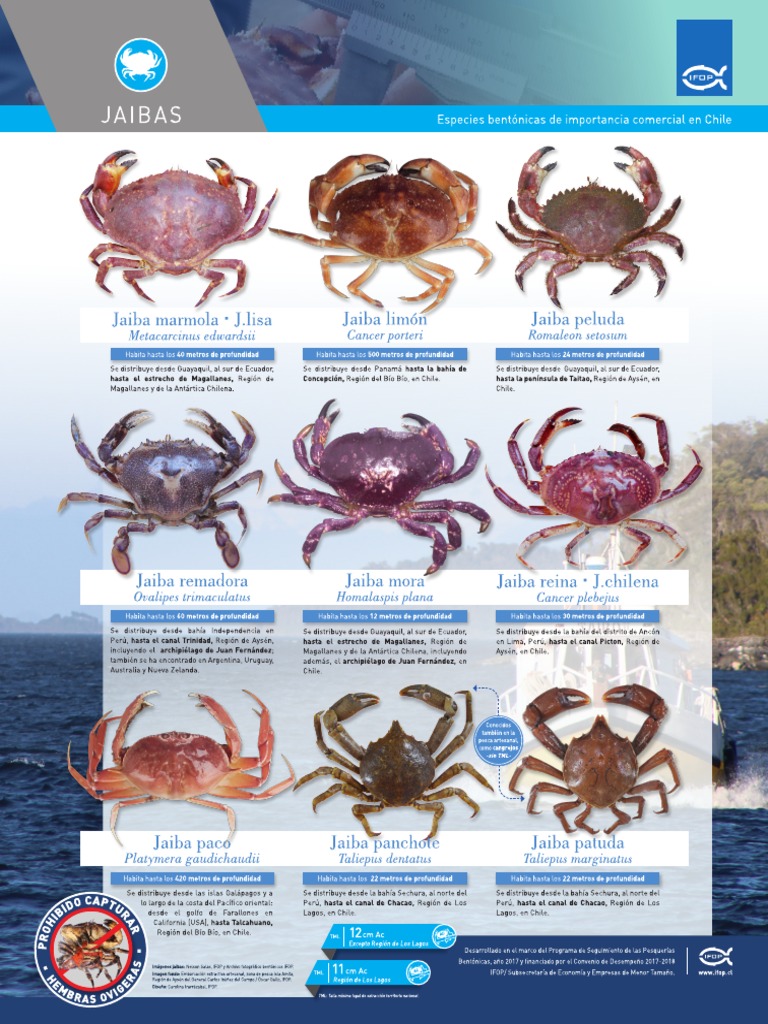 Jaibas de Chile | PDF